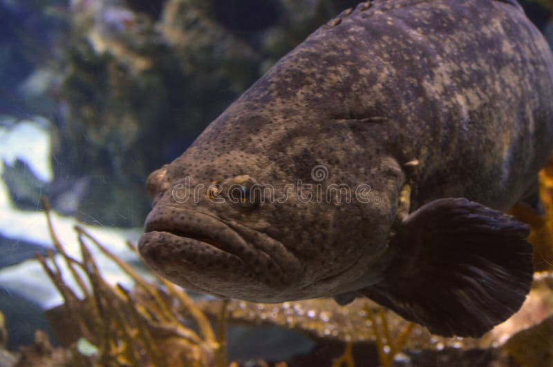 Fish stock photo. Image of scales, spring, personality - 71175252