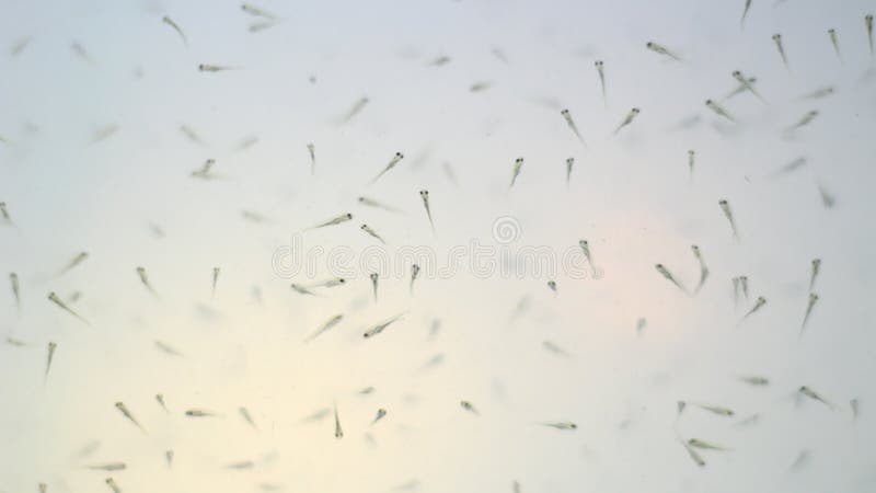 Fish Larva - Cultivating in a Fish Hatchery Stock Image - Image of ...