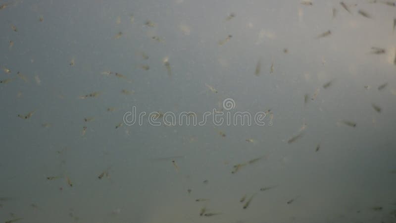 Fish Larva - Cultivating in a Fish Hatchery Stock Image - Image of ...