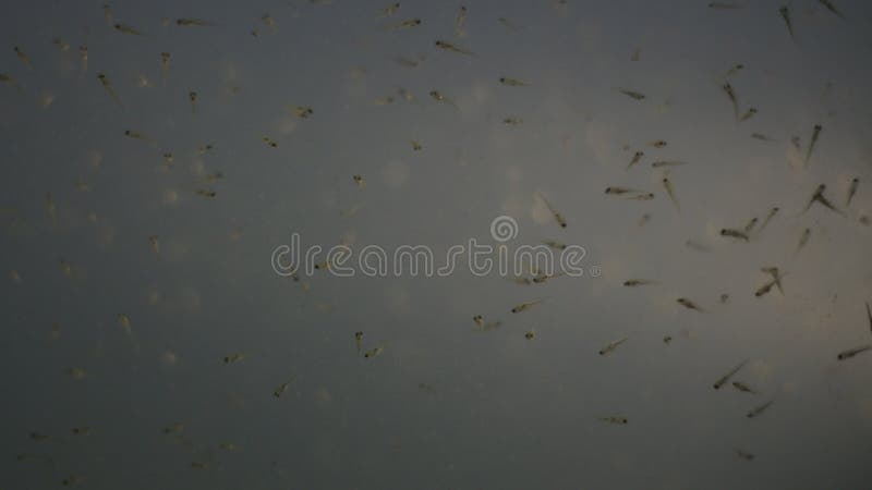 Fish Larva - Cultivating in a Fish Hatchery Stock Image - Image of ...