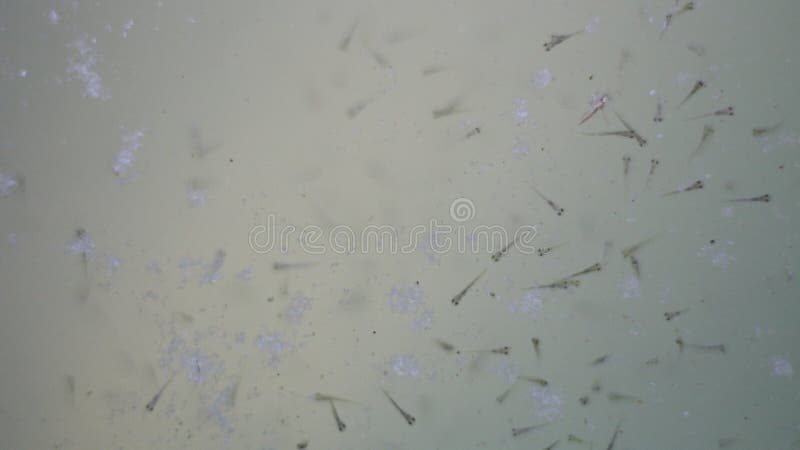 Fish Larva - Cultivating in a Fish Hatchery Stock Photo - Image of ...