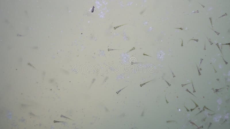 Fish Larva - Cultivating in a Fish Hatchery Stock Photo - Image of ...