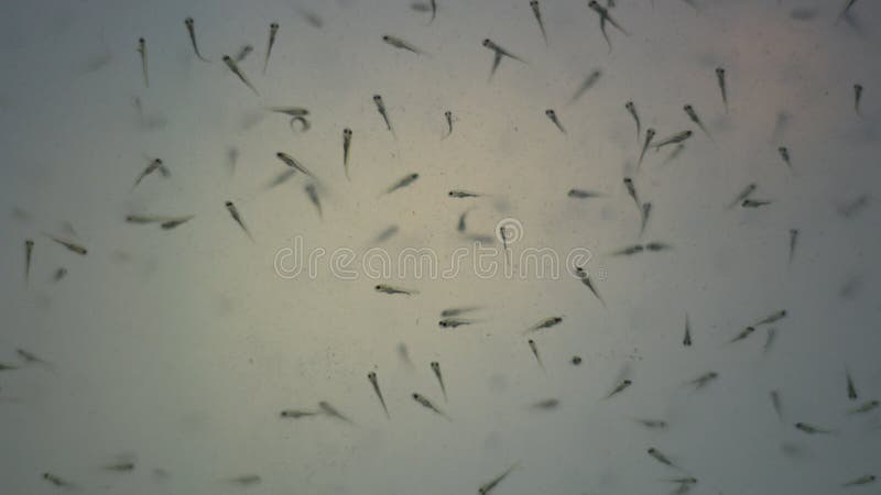 Fish Larva - Cultivating in a Fish Hatchery Stock Photo - Image of ...