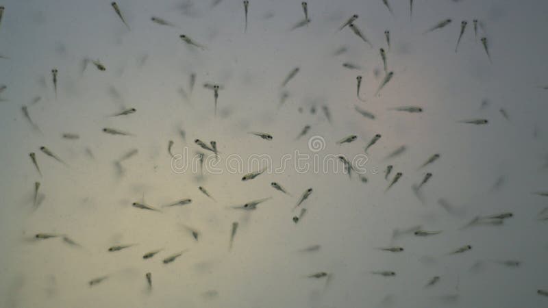 Fish Larva - Cultivating in a Fish Hatchery Stock Photo - Image of ...