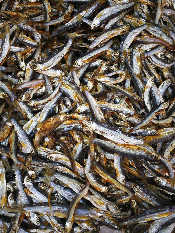 Fish larvae stock image. Image of backbone, column, light - 75025627