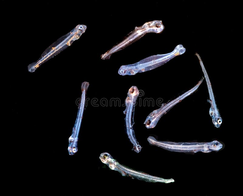 Fish larvae stock image. Image of backbone, column, light - 75025627
