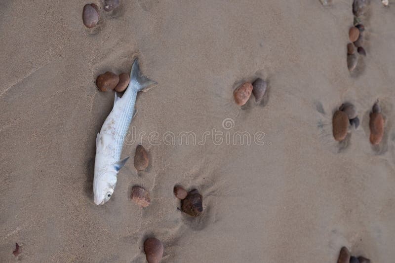 A Fish is Laying on the Sand Next To Some Rocks Stock Image - Image of ...
