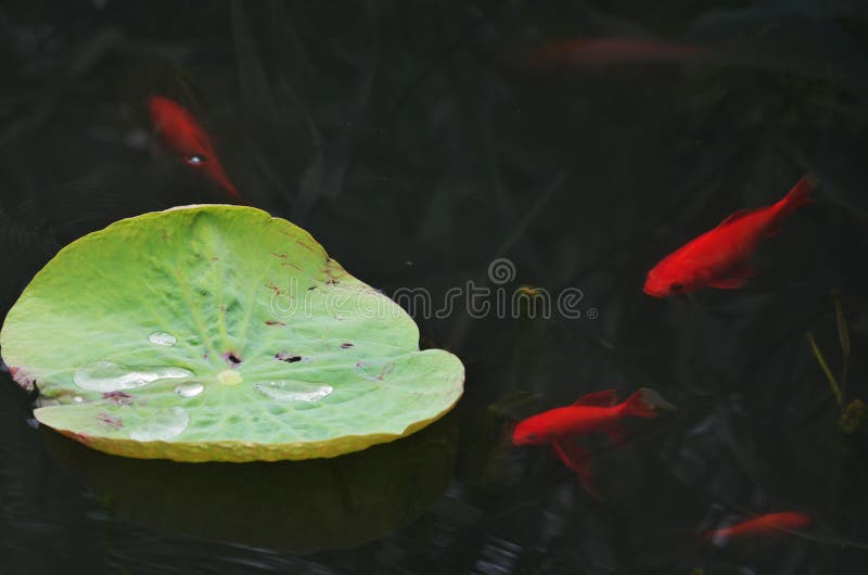 Fish and leaf of lotus stock image. Image of goldfish - 59733121