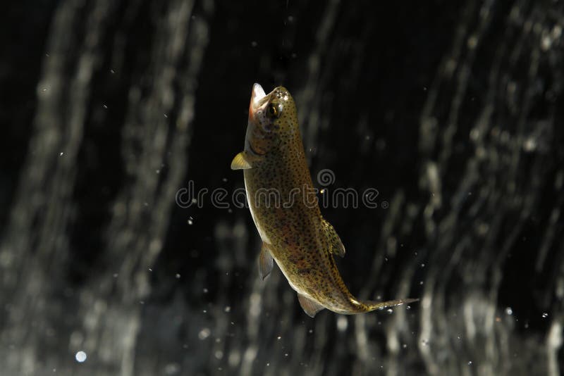1,196 Leaping Fish Photos - Free & Royalty-Free Stock Photos from ...