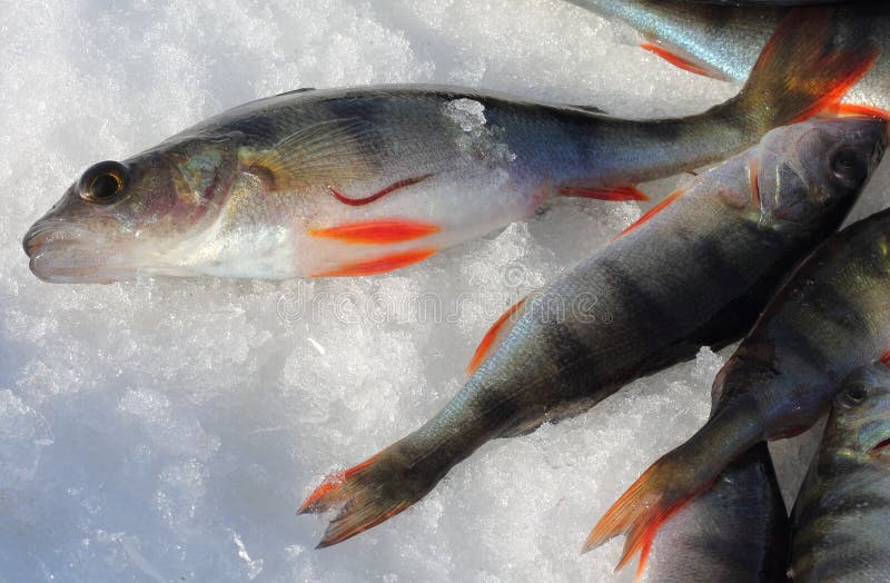 Fish leech on a perch stock photo. Image of catch, perca - 31229912