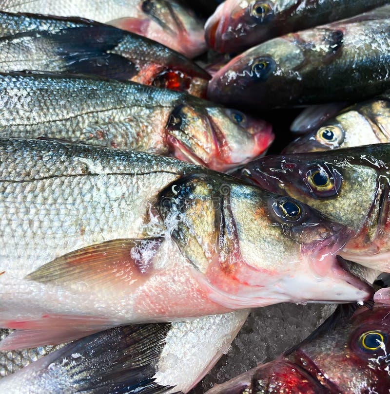 Fish Lies on a Catch. Background of Fresh Fish Stock Photo - Image of ...