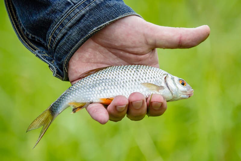 Fish lies in the hand stock image. Image of fisherman - 27172599