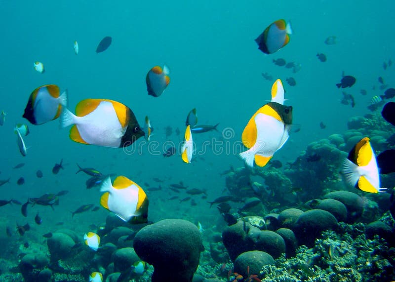 Fish Life stock photo. Image of life, fish, underwater - 5292898