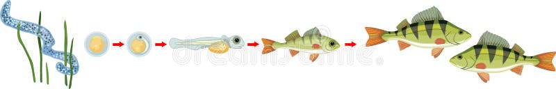 Perch Life Cycle Stock Illustrations – 41 Perch Life Cycle Stock ...