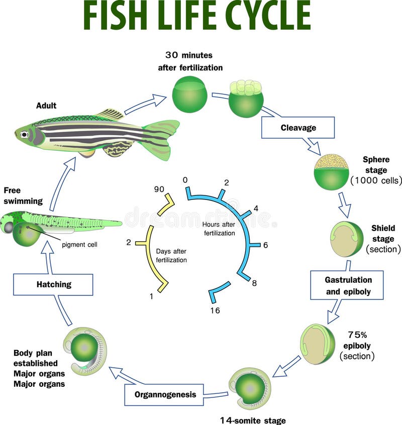 Fish Circulatory System stock illustration. Illustration of organ ...