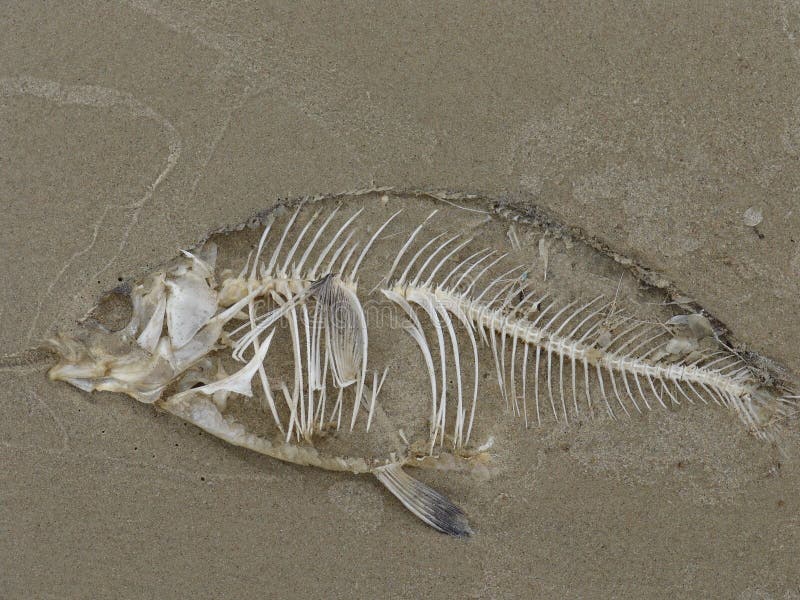 Fish life old still 库存照片. 图片 包括有 本质, 轰炸机, 抽象, 茴香, 概要 - 11073506