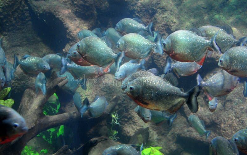 Fish life view from stock photo. Image of organism, aquarium - 368920596