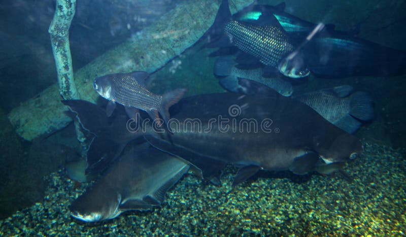 Fish life view from stock photo. Image of coral, aquarium - 368920632