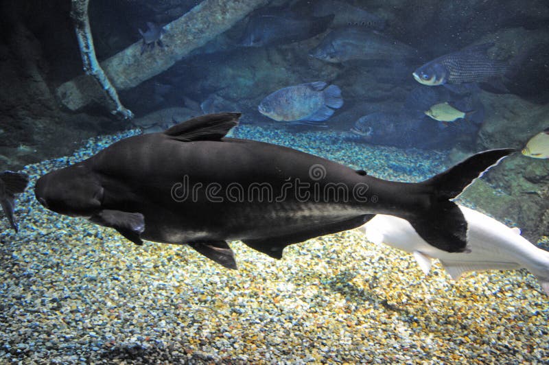 Fish life view from stock photo. Image of screenshot - 368920690