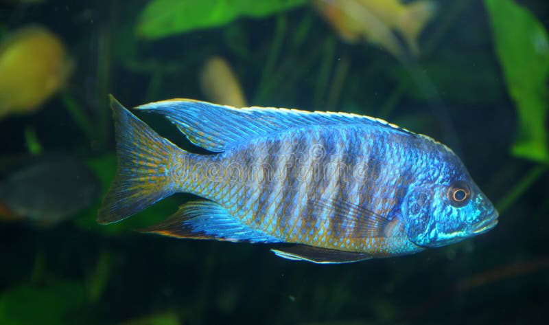 Fish life view from stock photo. Image of coral, invertebrate - 368920618