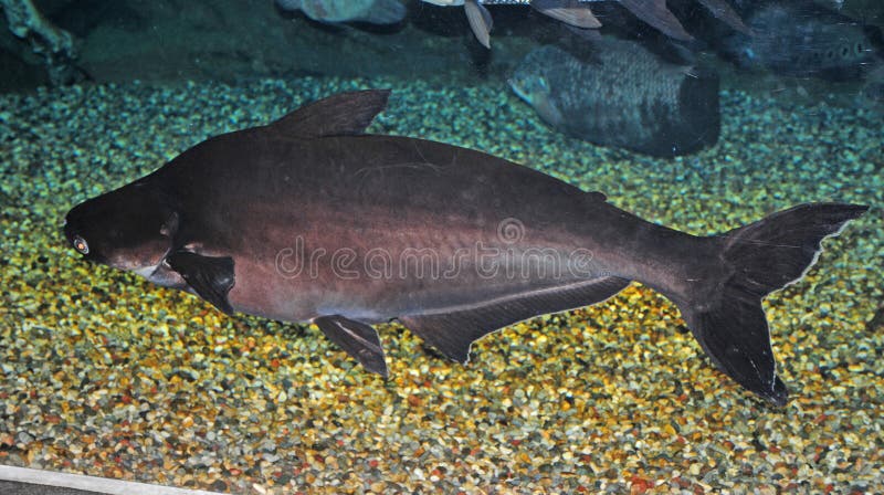 Fish life view from stock image. Image of invertebrate - 368920721