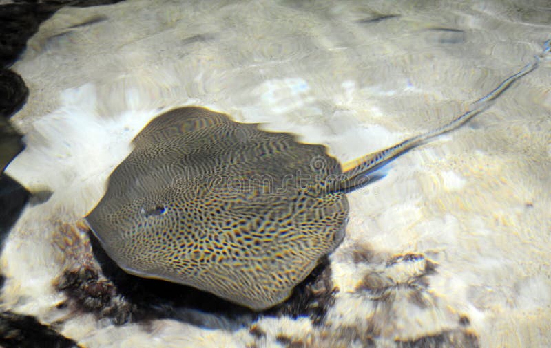 Fish life view from stock image. Image of underwater - 368920749