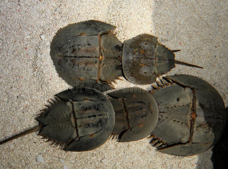 Fish life view from stock photo. Image of organism, screenshot - 368920768