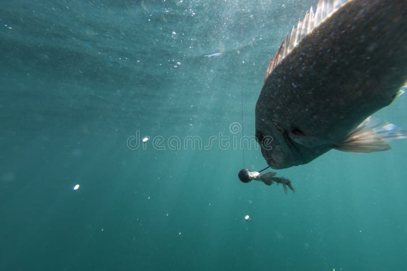 Fish on line stock photo. Image of fishing, angling, line - 29292686