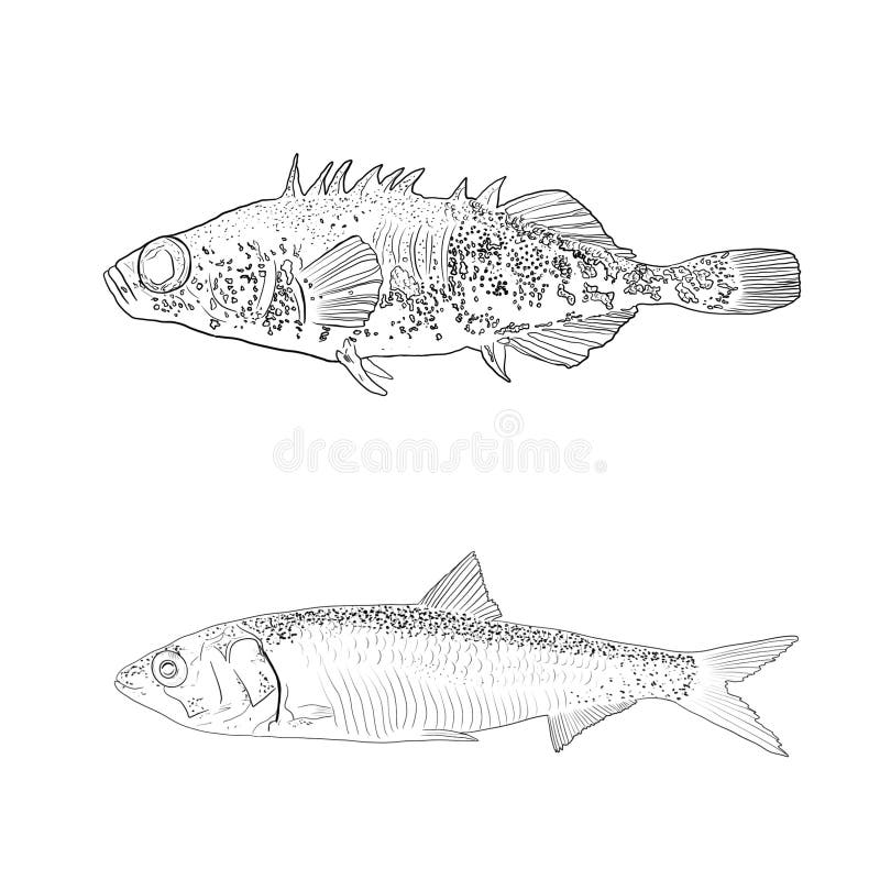 Ruff Drawing Stock Illustrations – 205 Ruff Drawing Stock Illustrations ...