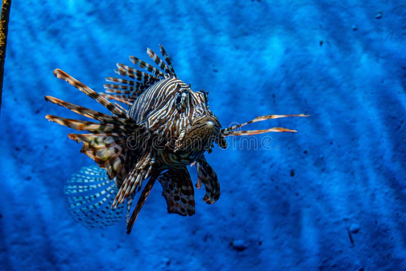 Fish Lion, Lionfish Warrior, Fish Zebra. Seaquarium Stock Image - Image ...