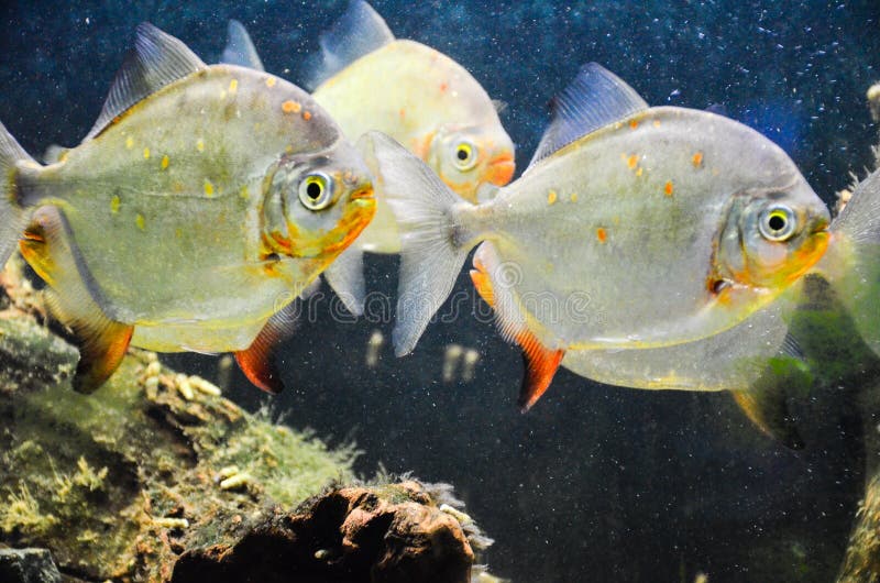 Fish stock photo. Image of calm, fish, environmental - 80915652