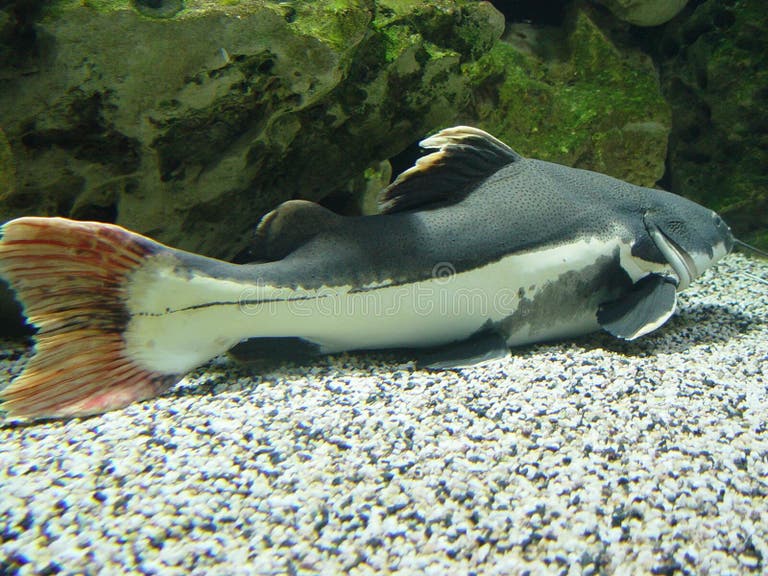 Fish long beard stock image. Image of river, ocean, scales - 19513