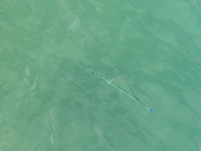 404 Long Nose Fish Photos - Free & Royalty-Free Stock Photos from ...