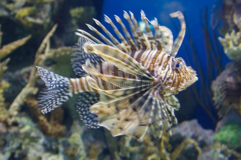 A Fish with a Long Tail and a Long Fin is Swimming in a Tank Stock ...