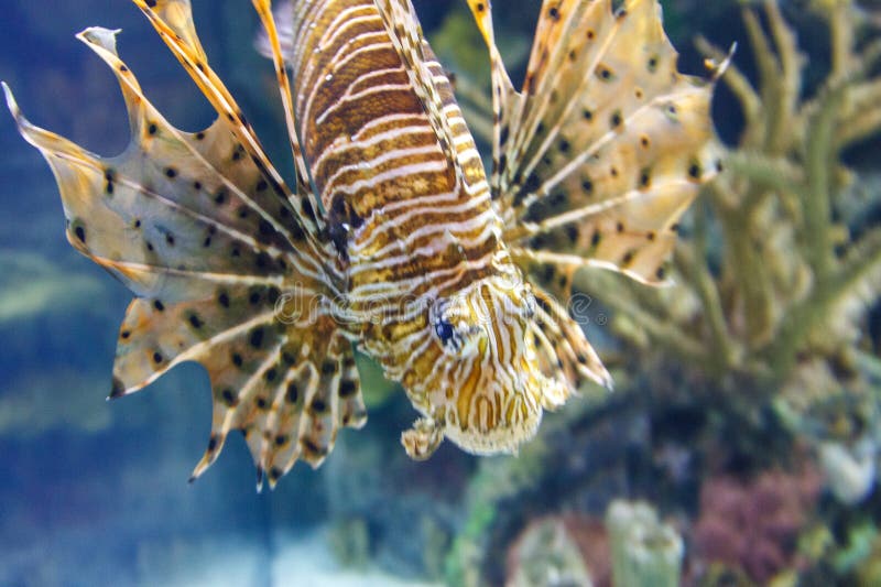 A Fish with a Long Tail and a Long Fin is Swimming in a Tank Stock ...