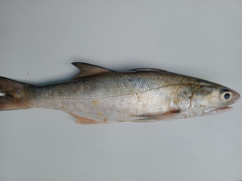Fish that is Long Z Shape and White Scales Stock Photo - Image of long ...