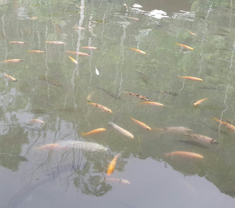 Fish Look Like they are Transparent in the Water Mixed with Clouds and ...