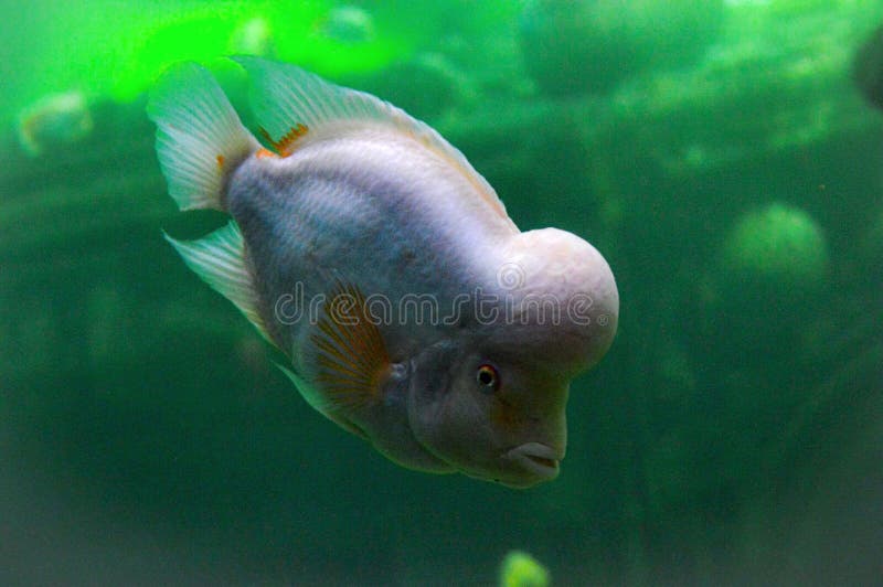 Fish stock image. Image of look, ocean, nature, forehead - 108945123