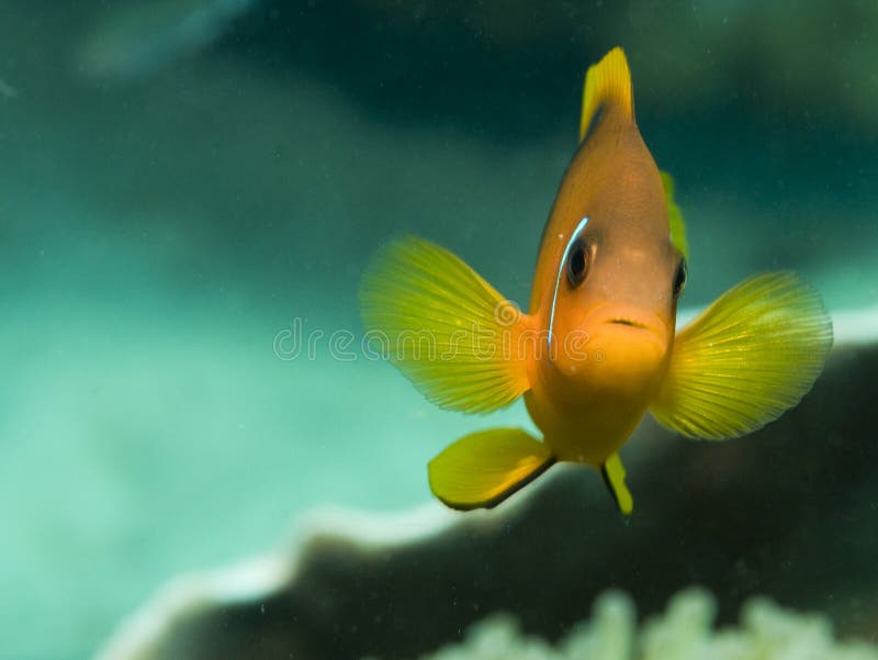 Fish looking at camera stock image. Image of nature, activity - 13069711
