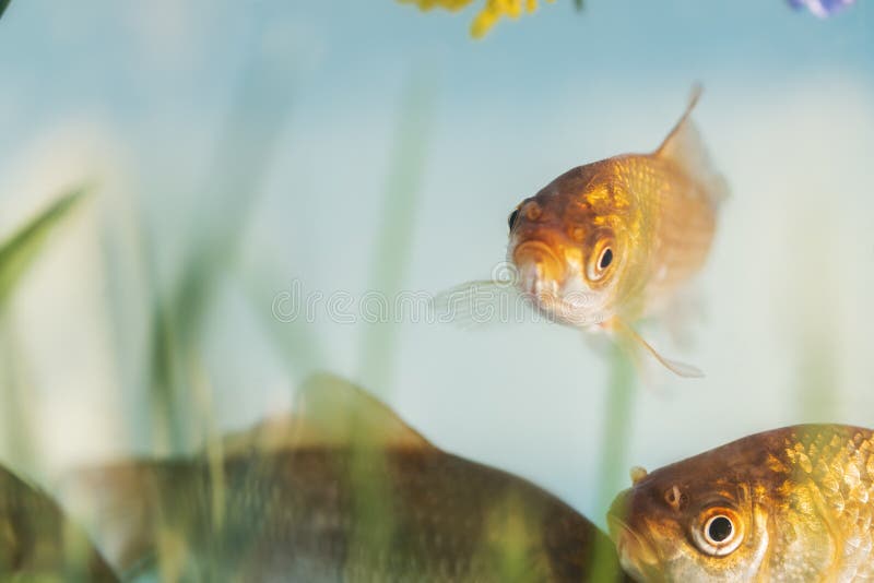 Fish looking at the camera stock image. Image of wild - 247472833