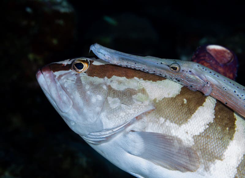 Fish Looking for Food in the Water Stock Image - Image of ocean ...