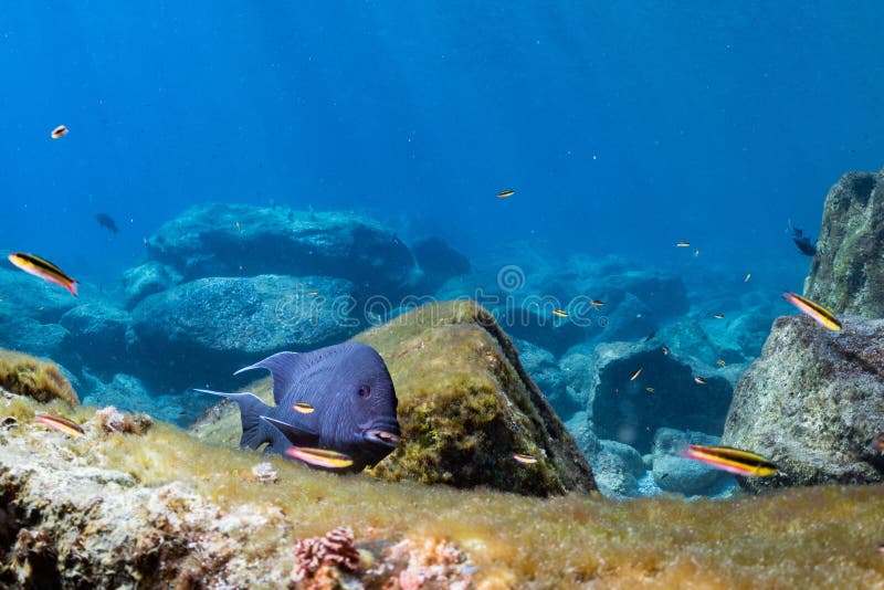 Fish looking at you stock photo. Image of pinniped, care - 66009272