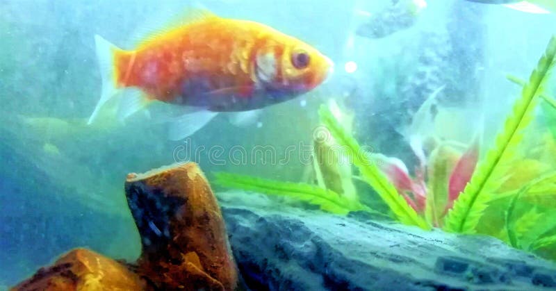 Fish is lost and alone. stock photo. Image of alone - 140038734