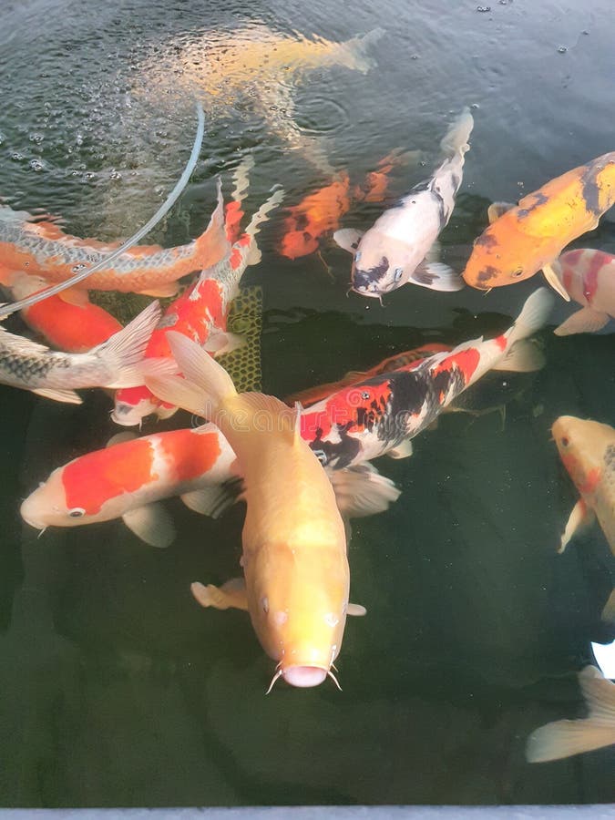 Fish lots of fish stock photo. Image of seafood, invertebrate - 240987966