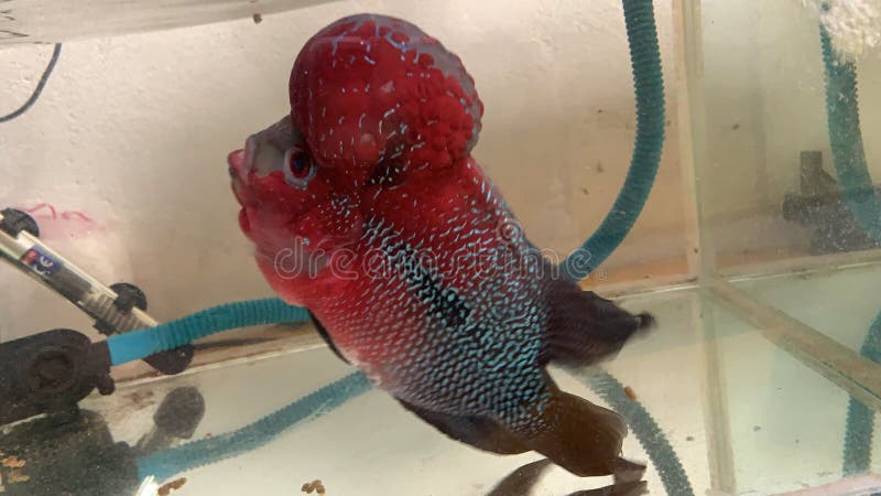 Fish stock photo. Image of louhan, kanfa, fish - 200532444