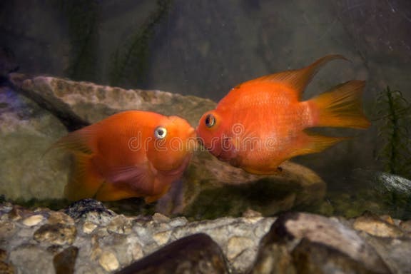 Fish in love stock image. Image of stones, love, aquarium - 22878967