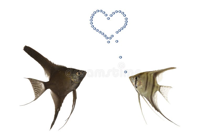 Two fish in love stock image. Image of water, tootsie - 36542045