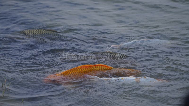 Two fish in love stock image. Image of water, tootsie - 36542045