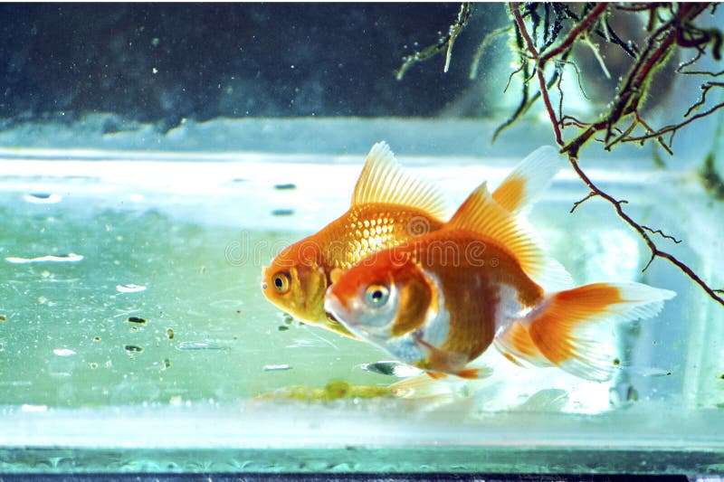 Fish lover couple fish stock photo. Image of herwife - 188882680