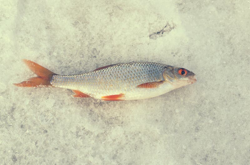 Fish Lying in the Snow after Catching on Winter Fishing. Stock Photo ...